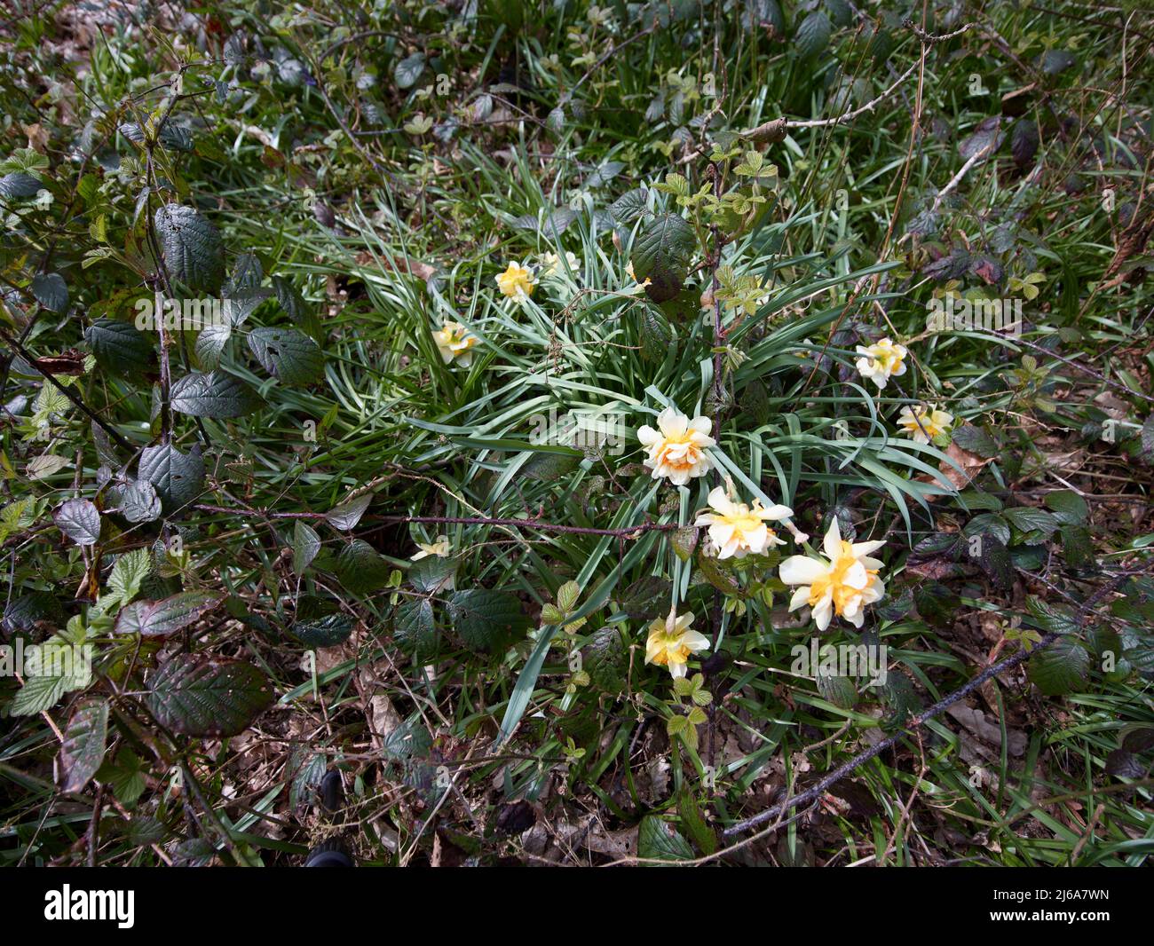 Spring flowering Daffodils growing wild on a woodland floor Stock Photo ...