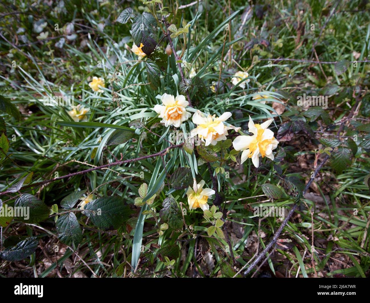Spring flowering Daffodils growing wild on a woodland floor Stock Photo ...