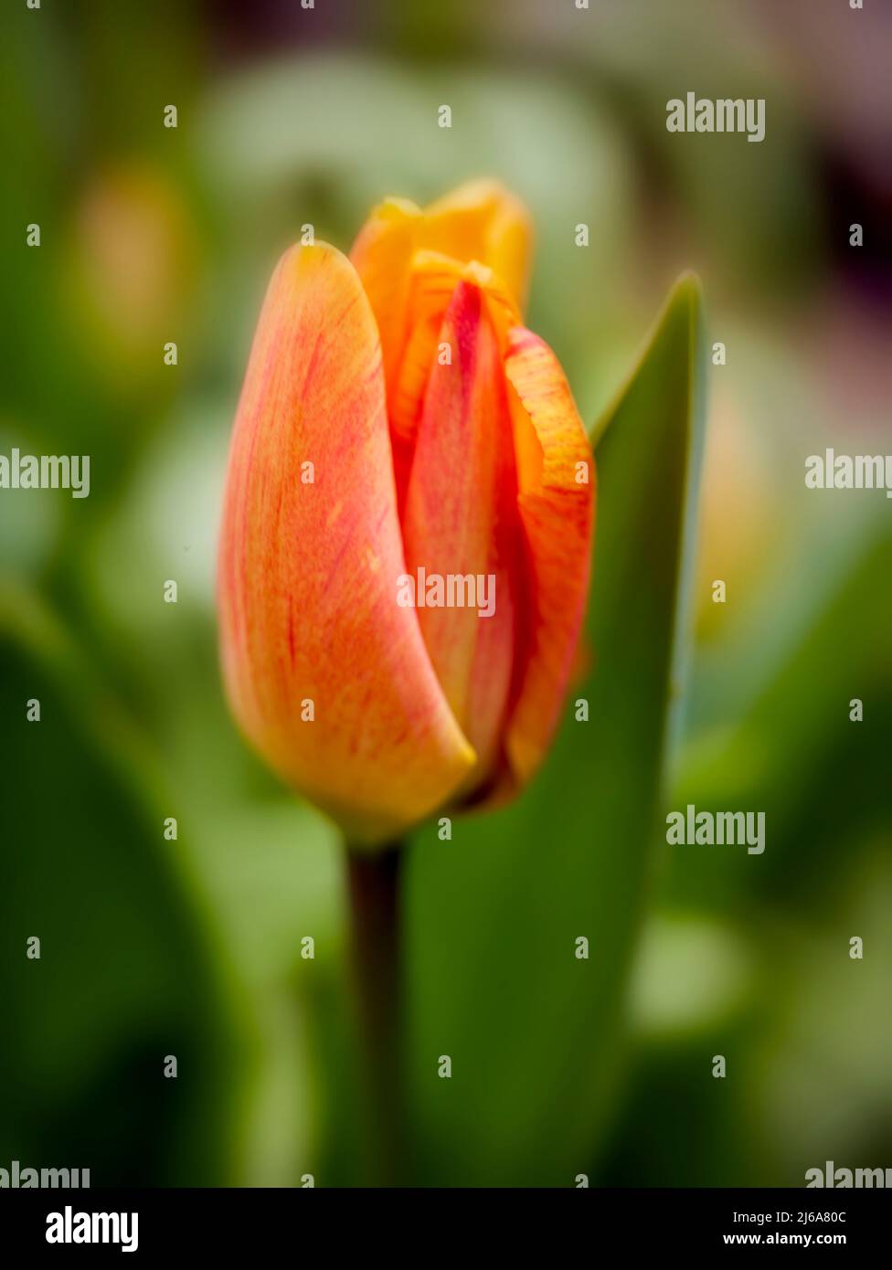 Single Tulip still-life with out of focus background in garden setting ...