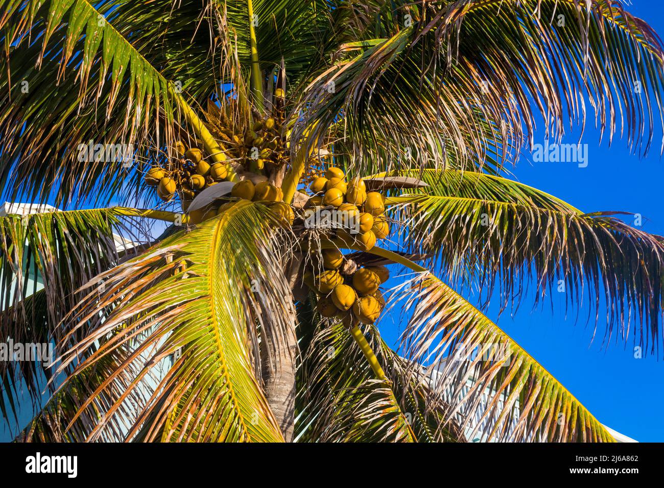 Coco nut tree hi-res stock photography and images - Alamy