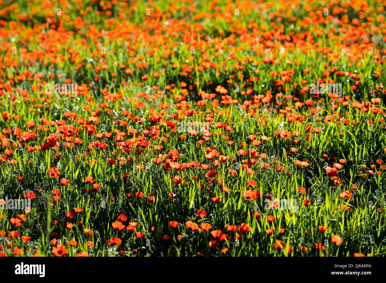 Poppy fields near Leninskoe village near the city of Bishkek in ...