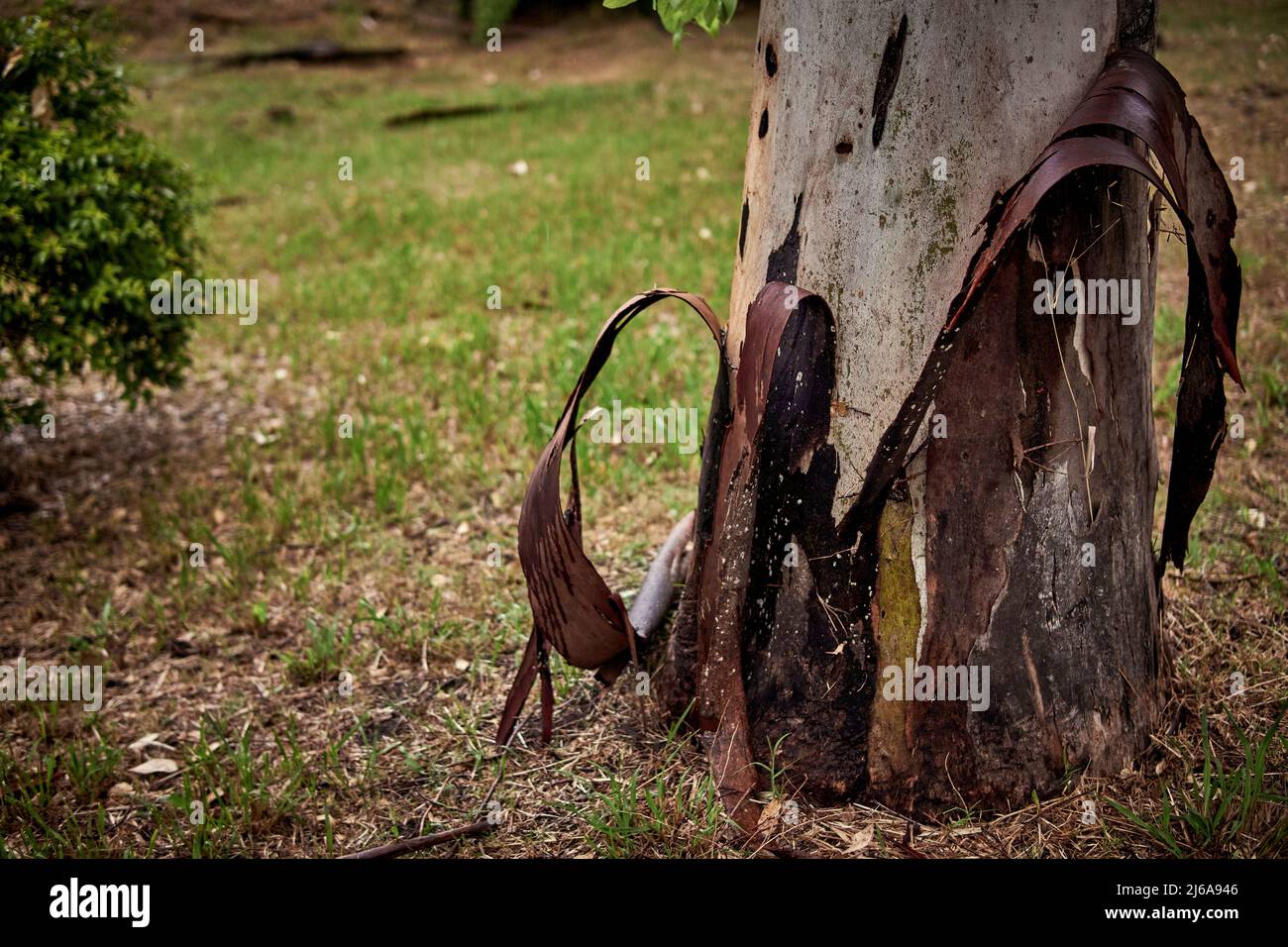 close up texture of an tree trunk with vertical bark patterns in a ...