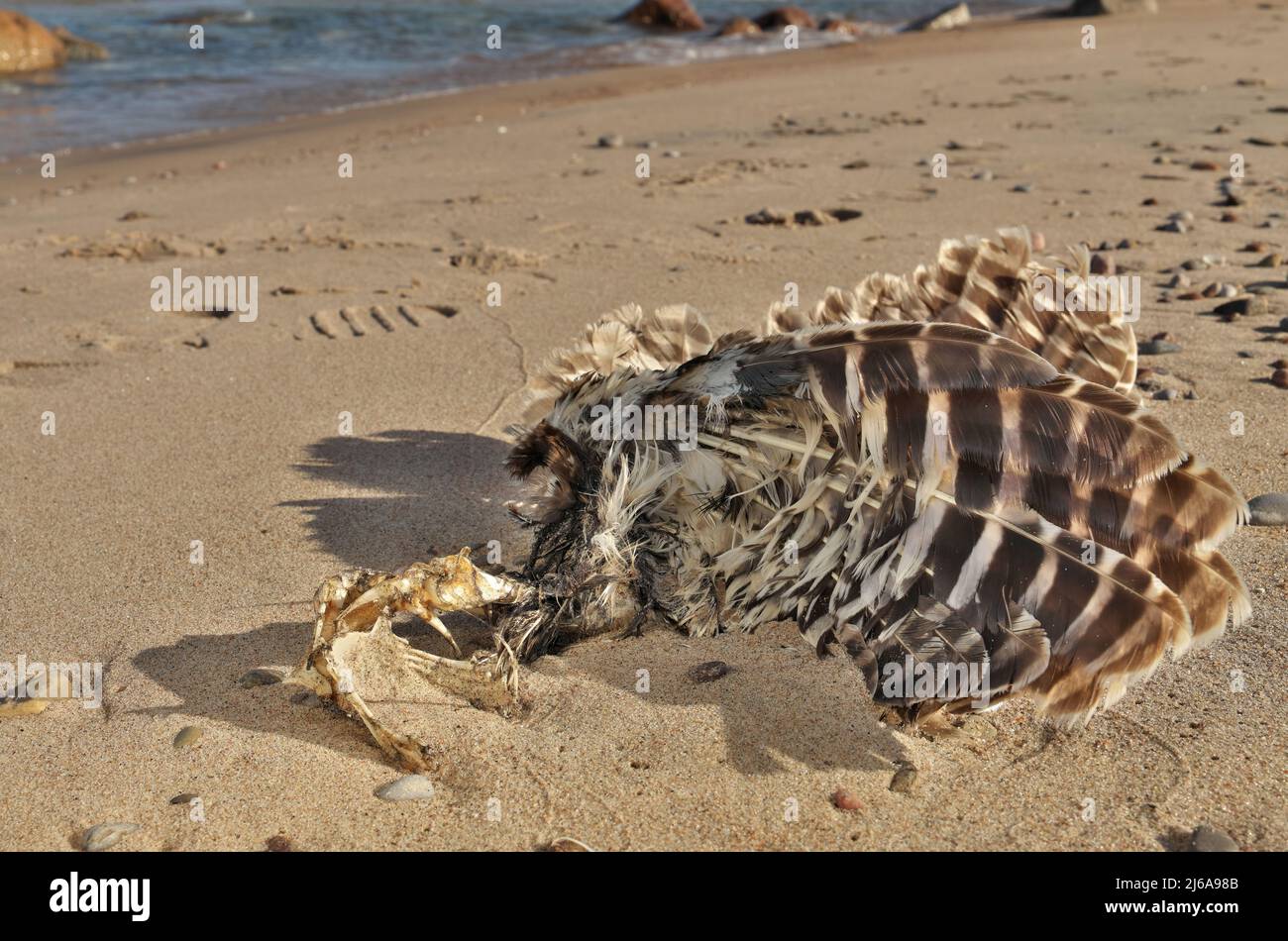 Seagull life cycle hi-res stock photography and images - Alamy