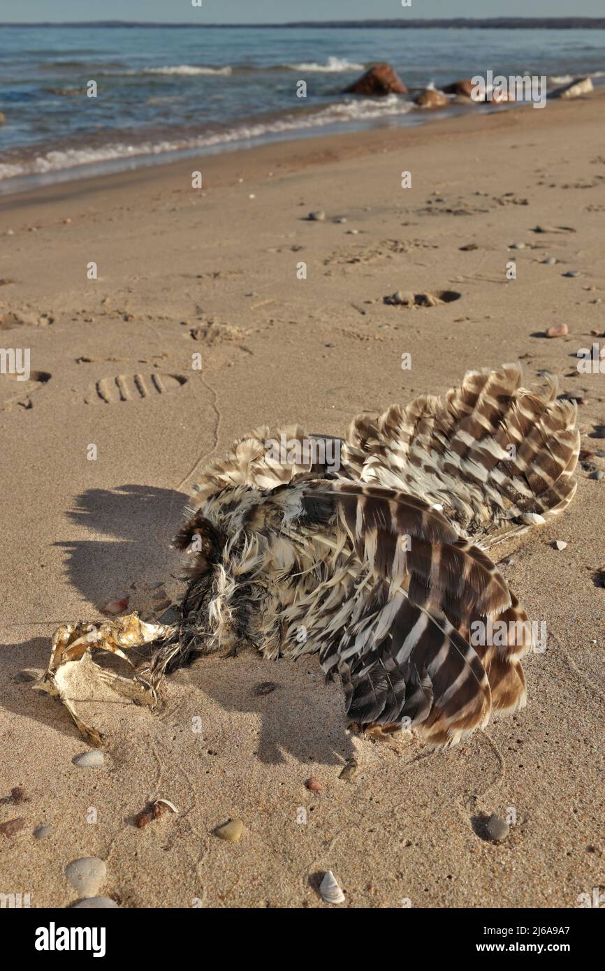 Low Angle Close up of Dead Partially Decomposed or Eaten Seagull or ...