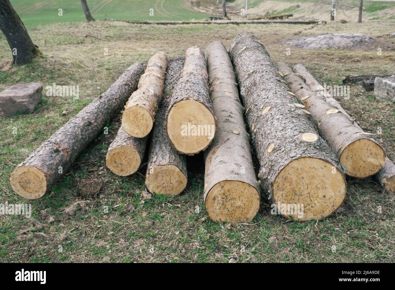 Forest pine and spruce trees. Log trunks pile, the logging timber wood ...