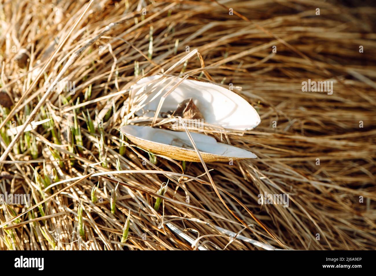 an empty white snail shell on the ground Stock Photo - Alamy