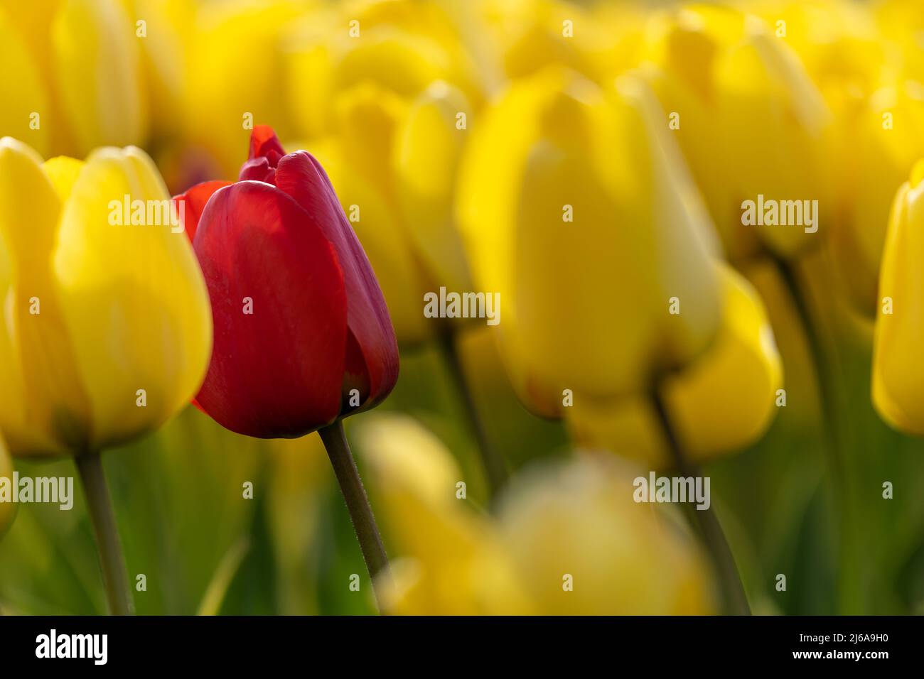 Only one red tulip in a field of yellow tulips Stock Photo - Alamy