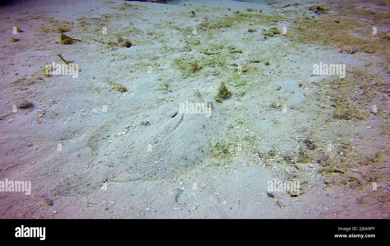 A Peacock Flounder (Bothus mancus) in the Caribbean Sea, Mexico Stock ...