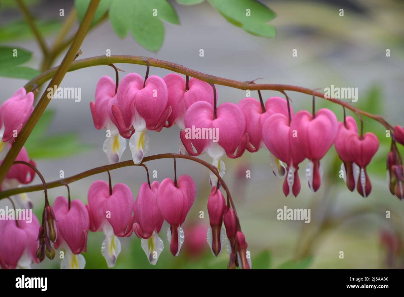 Striking lowers hi-res stock photography and images - Alamy