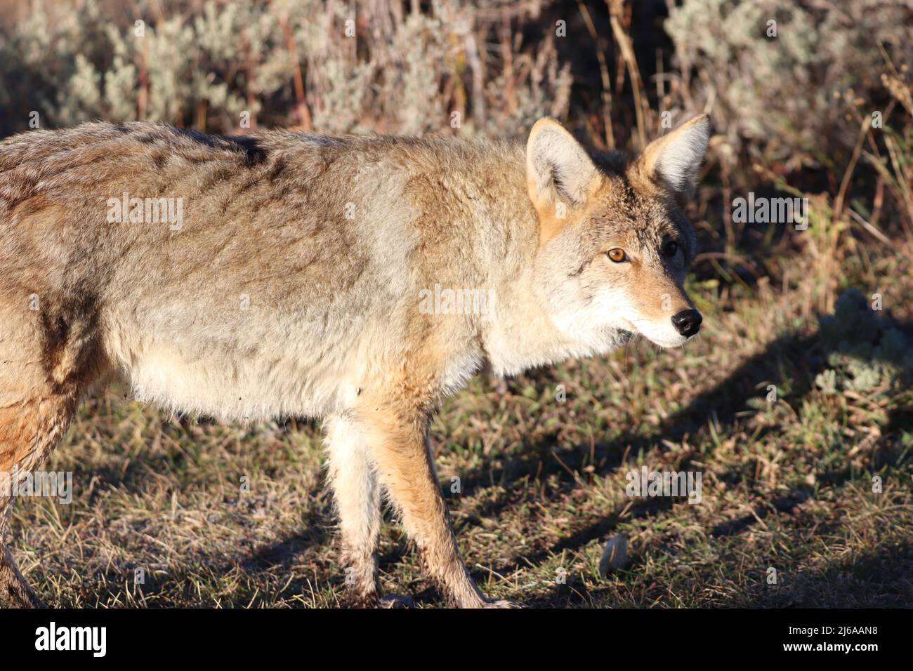Yellowstone predator hi-res stock photography and images - Alamy
