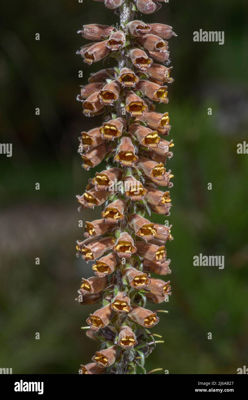 Digitalis parviflora hi-res stock photography and images - Alamy