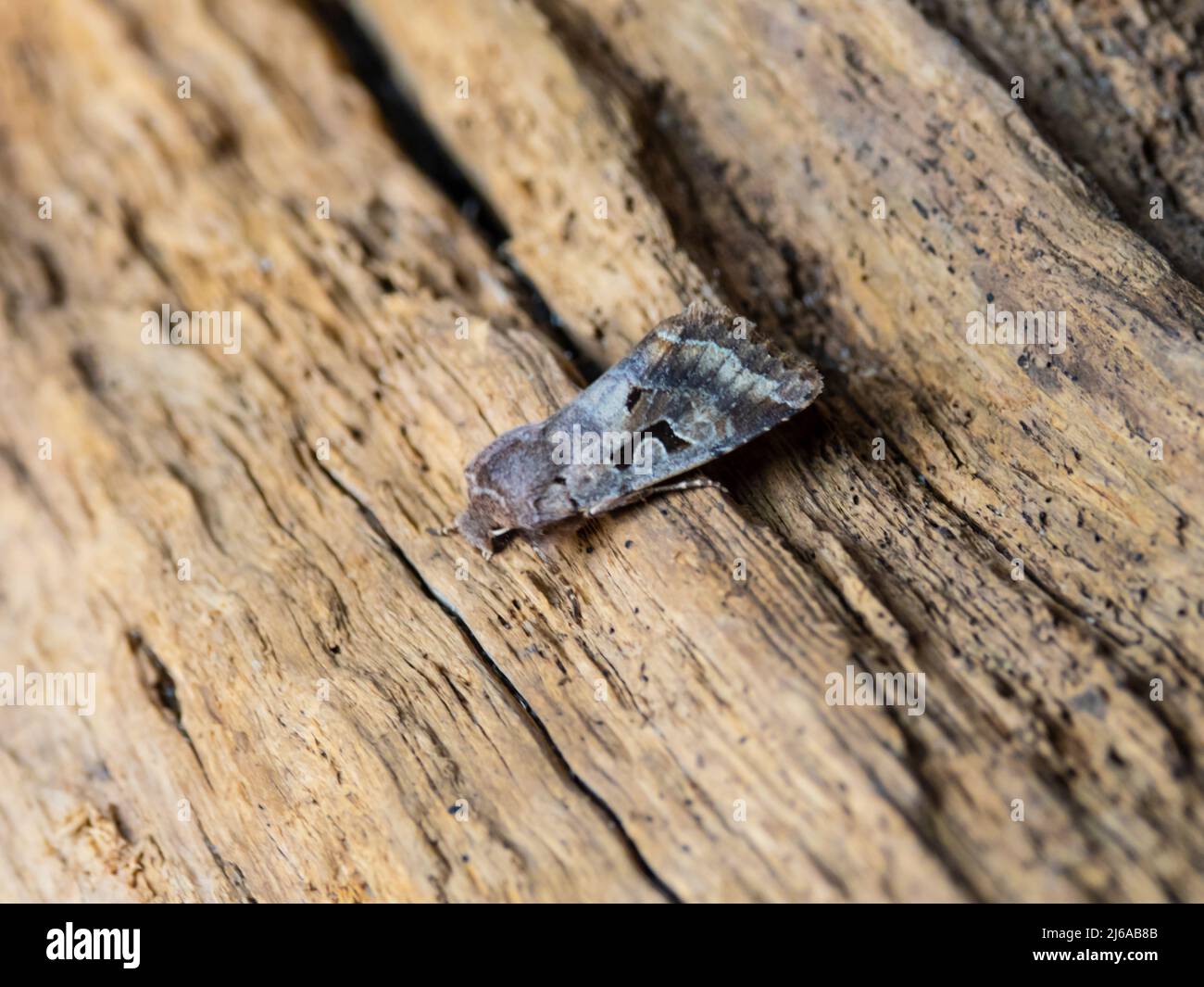 A Hebrew Character moth, Orthosia gothica, resting on a rotten log ...