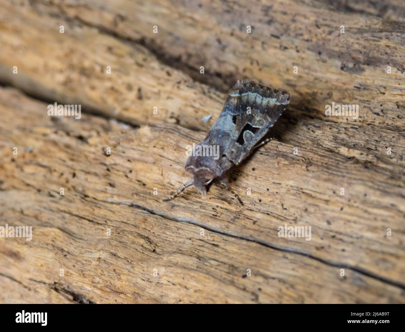 Hebrew character moth hi-res stock photography and images - Alamy