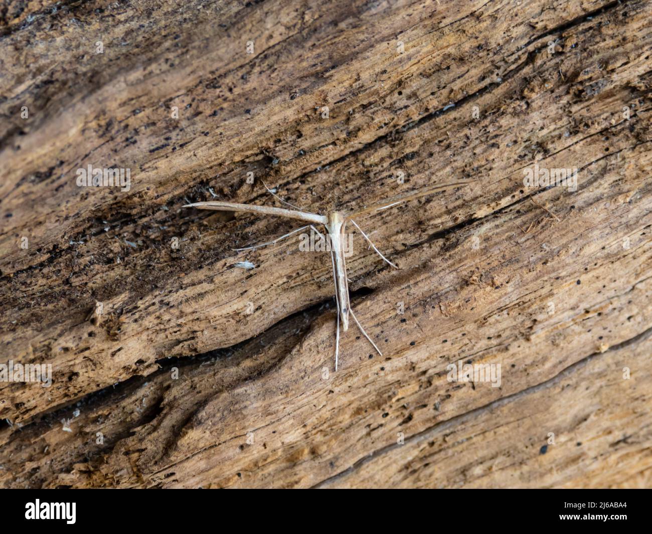 A Common Plume Moth, Emmelina monodactyla also known as the T-moth or ...