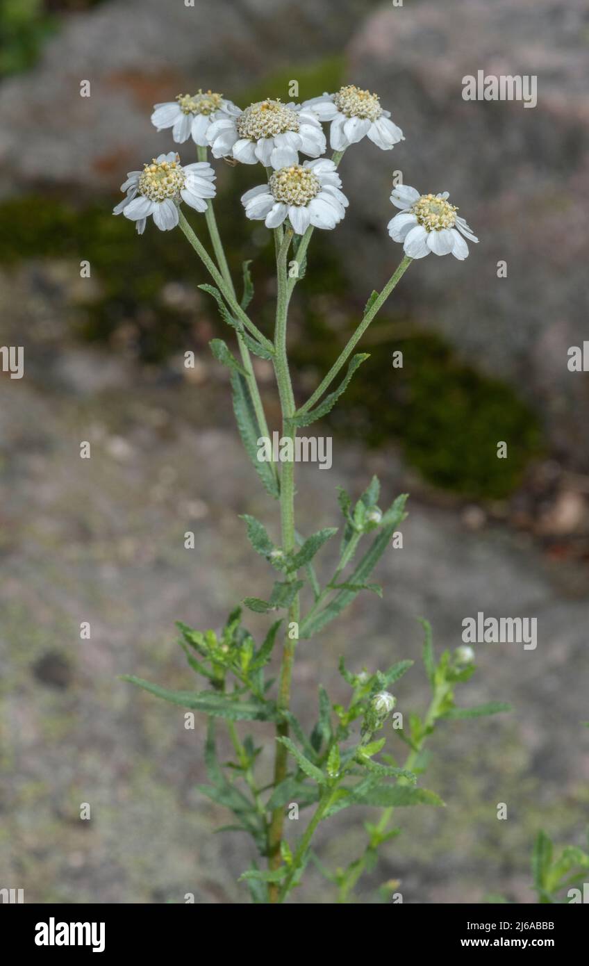 Achillea pyrenaica hi-res stock photography and images - Alamy