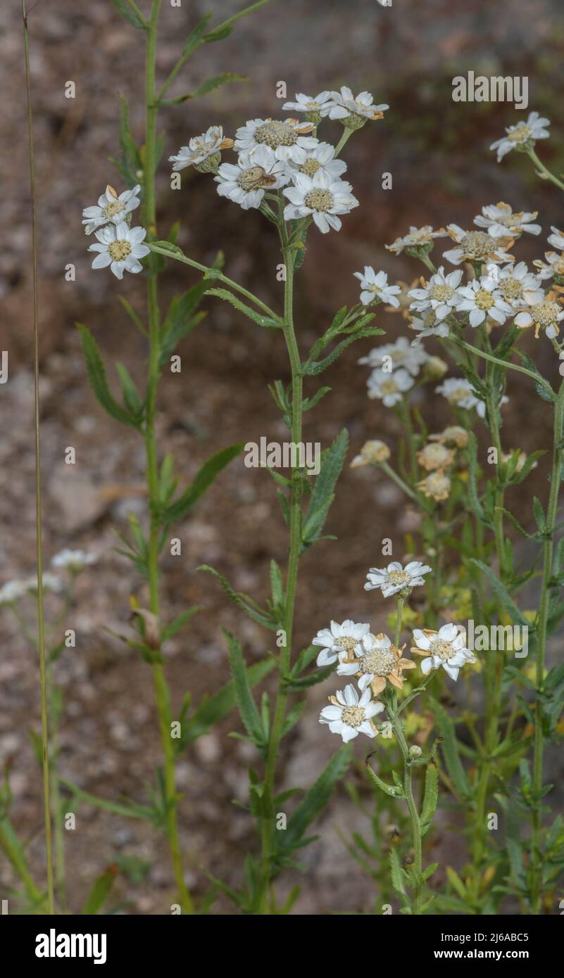 Achillea pyrenaica hi-res stock photography and images - Alamy