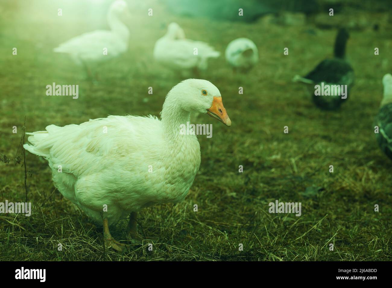 Goose grazing the green grass on animal farm.Spring season. High ...
