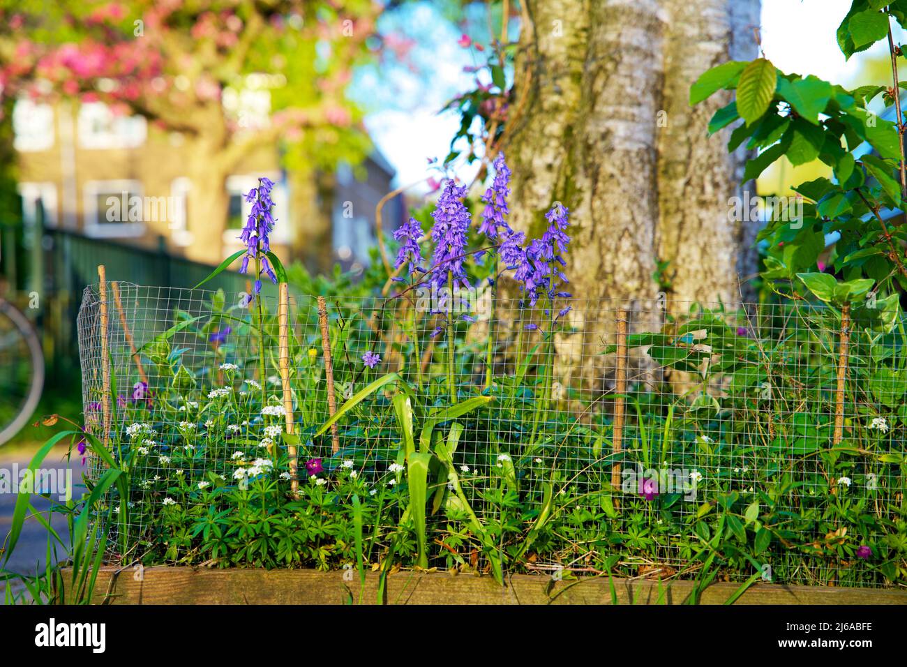 Tree trunk garden in springtime in the city of Groningen. Urban ...