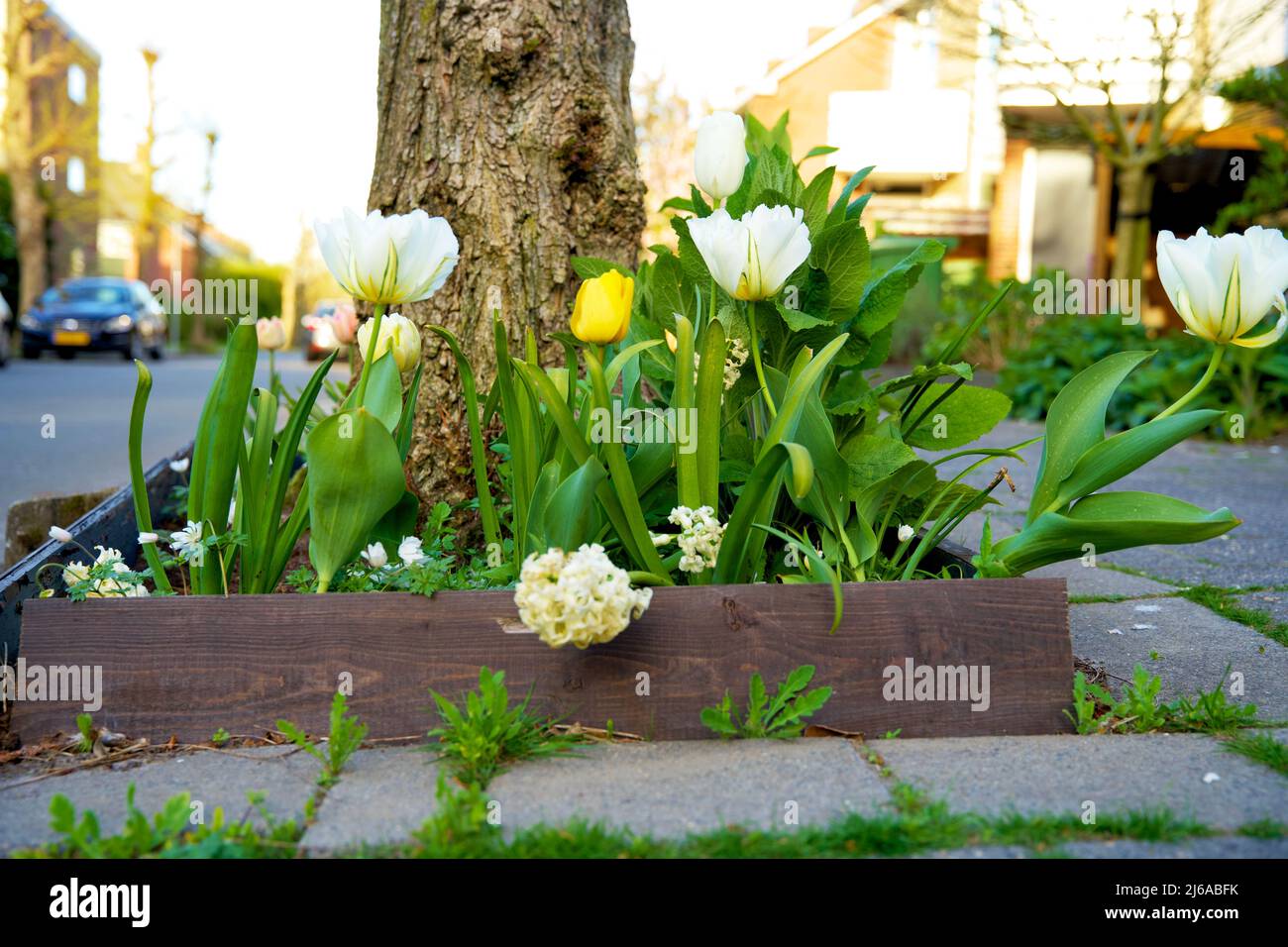 Tree trunk garden in springtime in the city of Groningen. Urban ...
