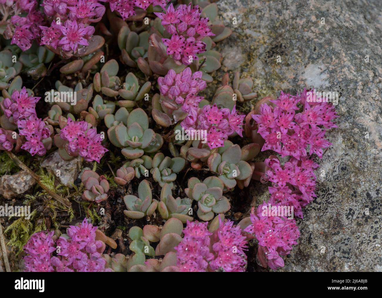 Sedum cyaneum, in flower; from east Siberia Stock Photo - Alamy
