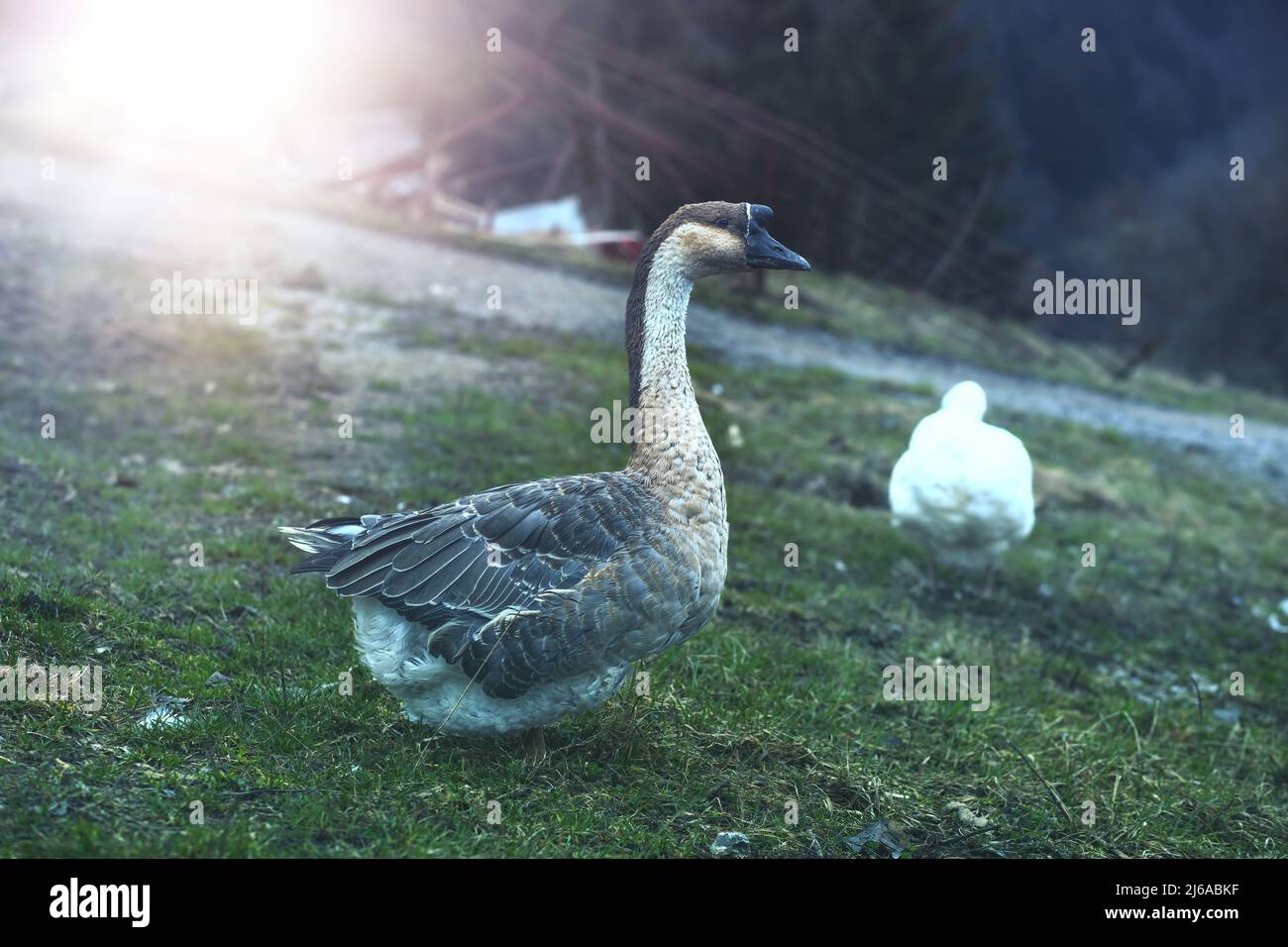 Goose grazing the green grass on animal farm.Spring season. High ...