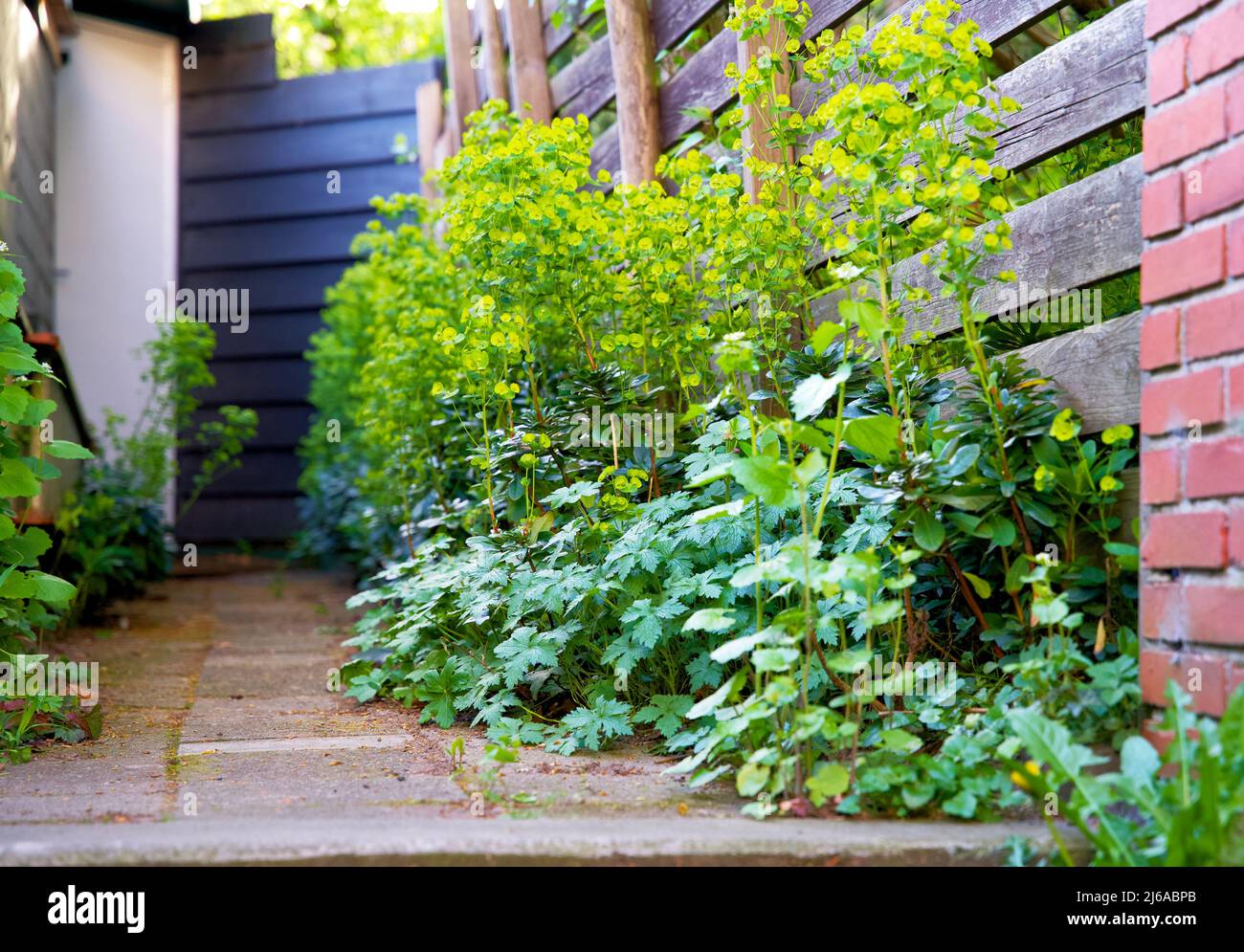 Close up of a flowering gable garden in an alley in the spring. Green ...