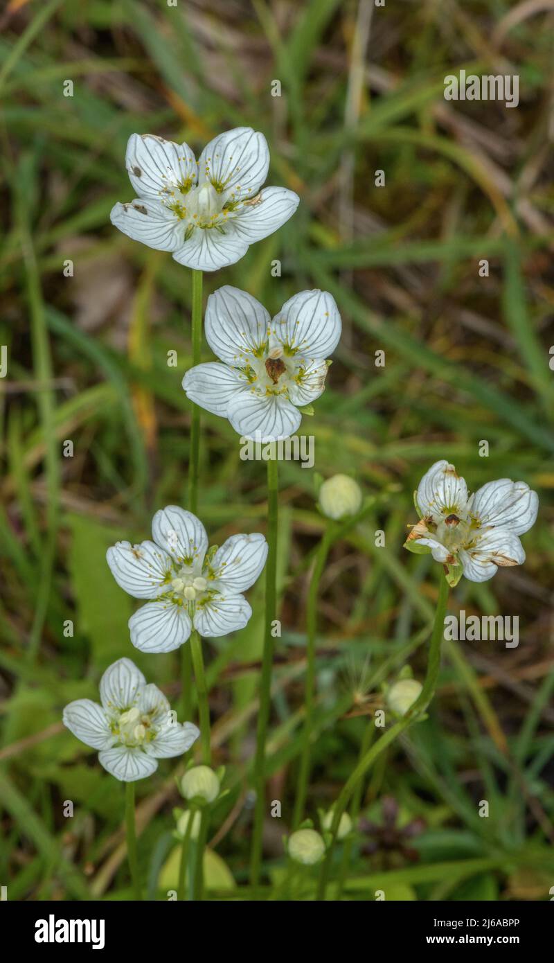 Flowers of Grass-of-Parnassus, Parnassia palustris, in damp pasture ...