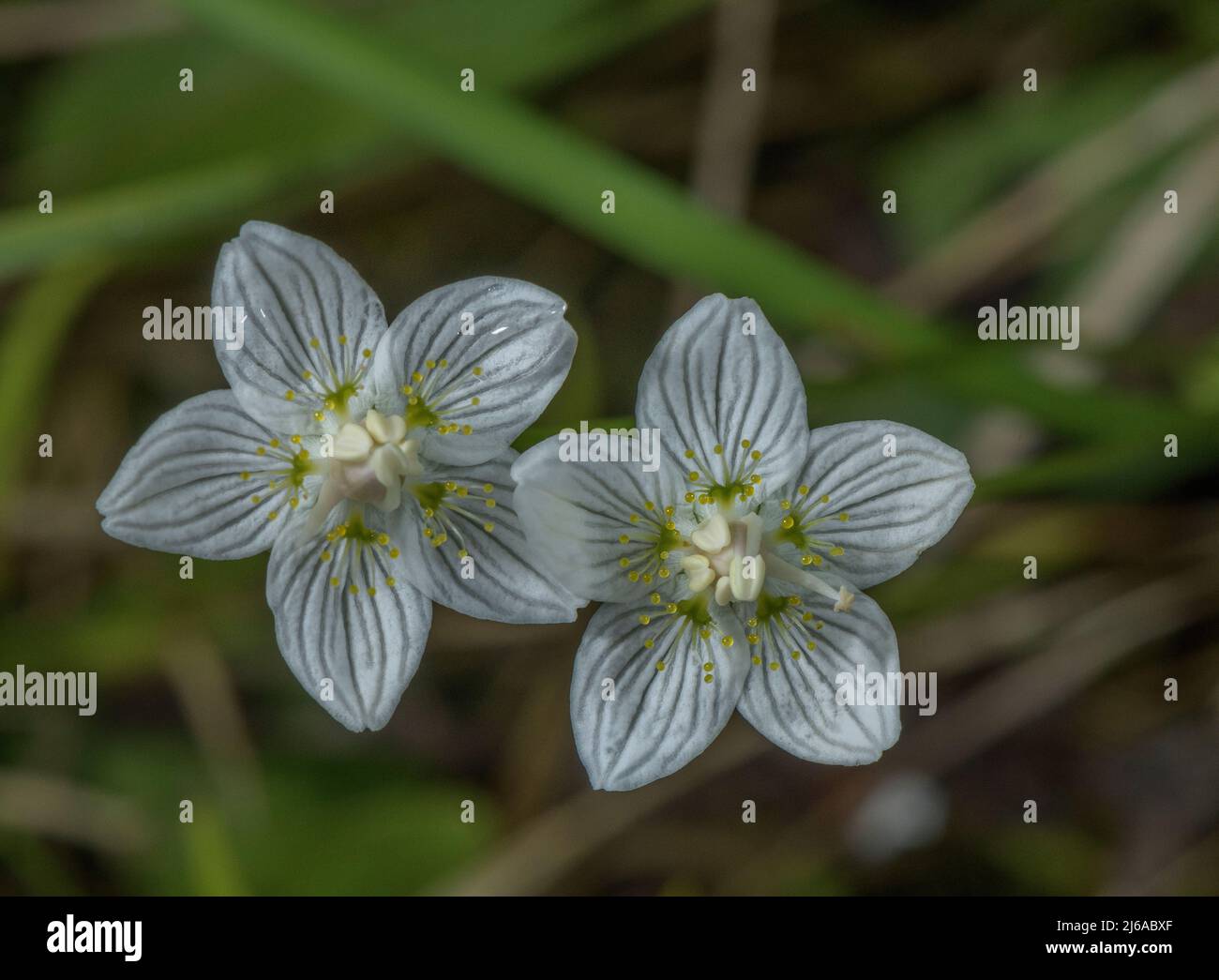 Flowers of Grass-of-Parnassus, Parnassia palustris, in damp pasture ...