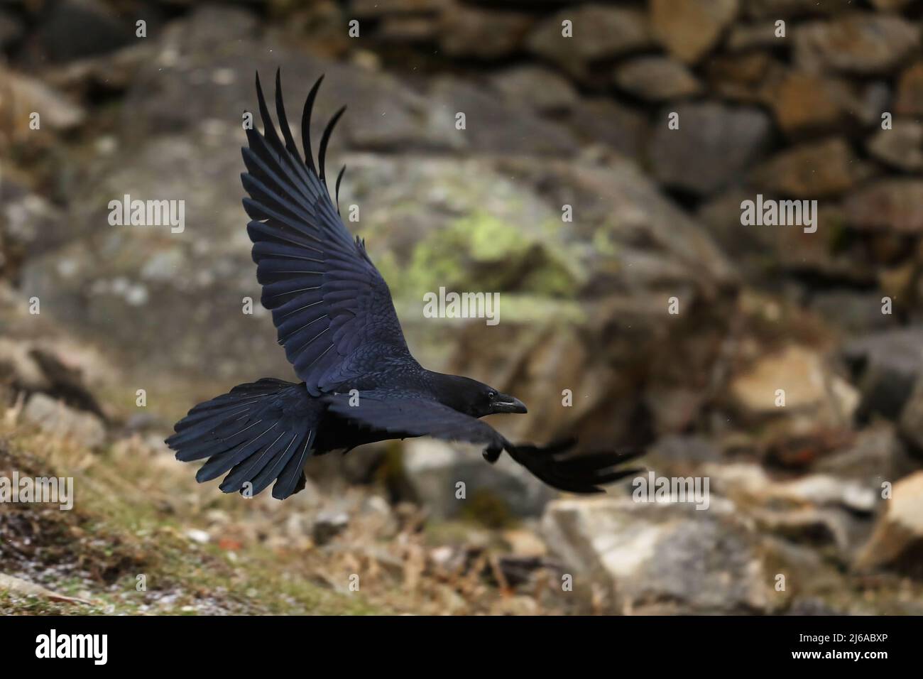 Common Raven - Corvus corax also known as the western raven or northern ...