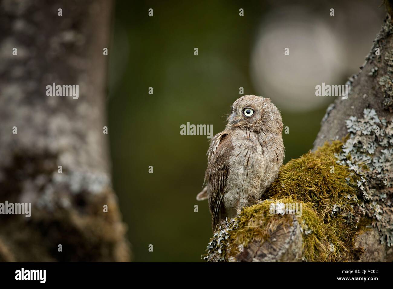 Common Scops Owl, Otus scops, little owl in the nature habitat, sitting ...