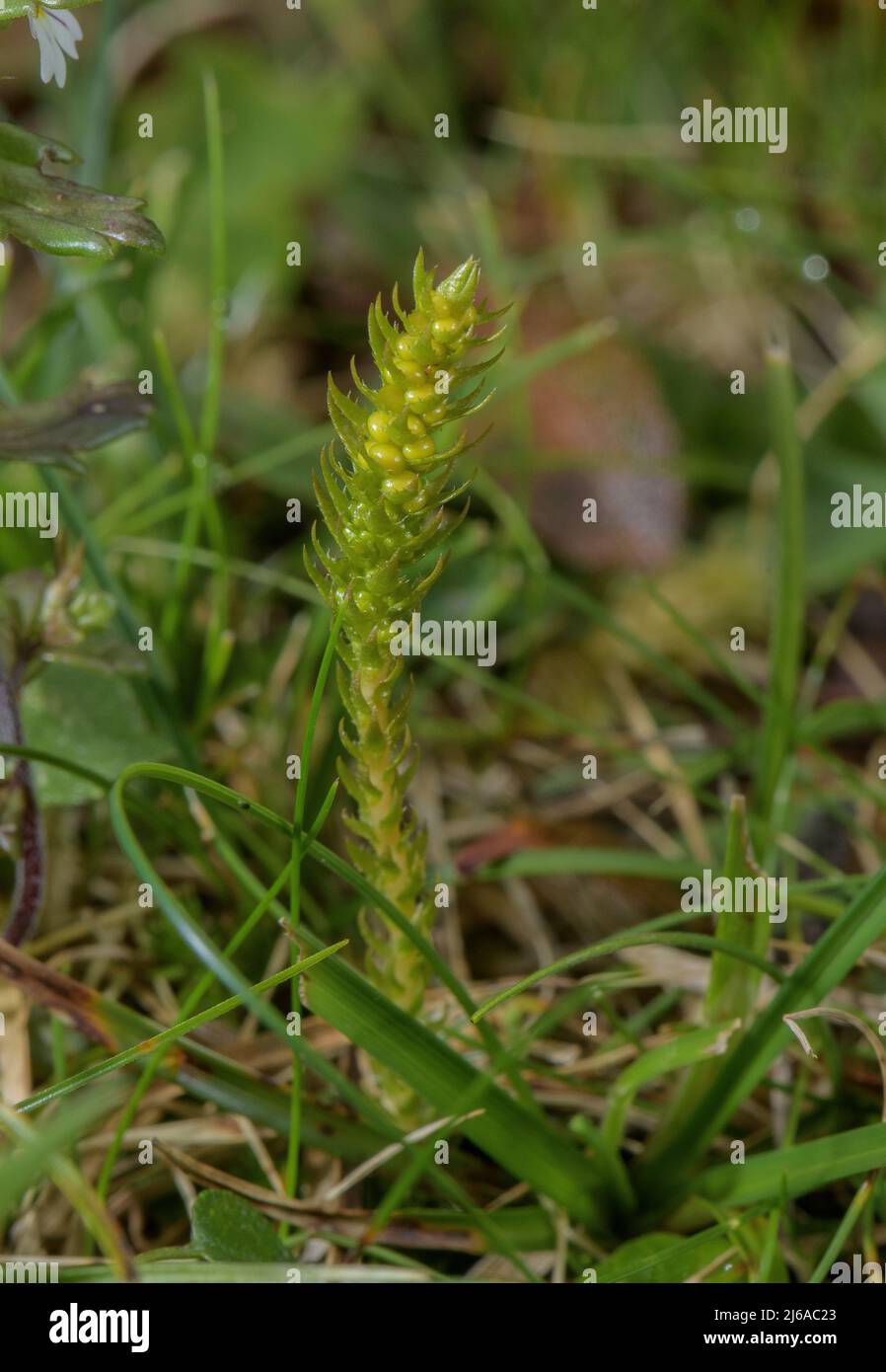 Lycopodiophyta hi-res stock photography and images - Alamy