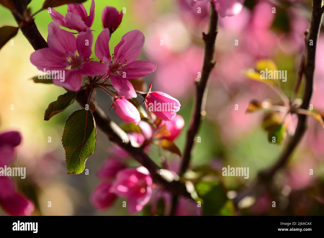 Pink apple tree hi-res stock photography and images - Alamy