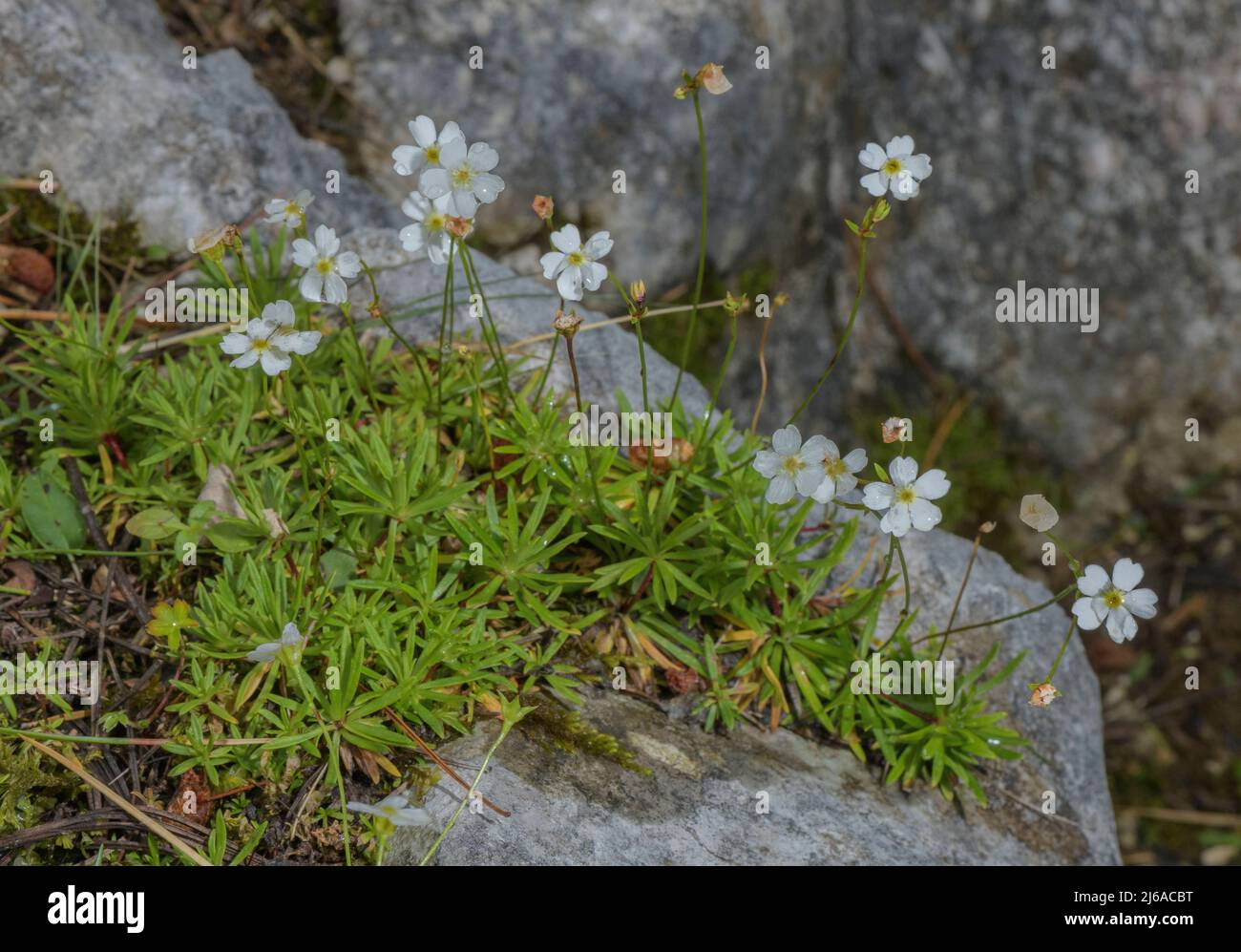 Milkwhite rock jasmine, Androsace lactea in flower on limestone. Alps ...
