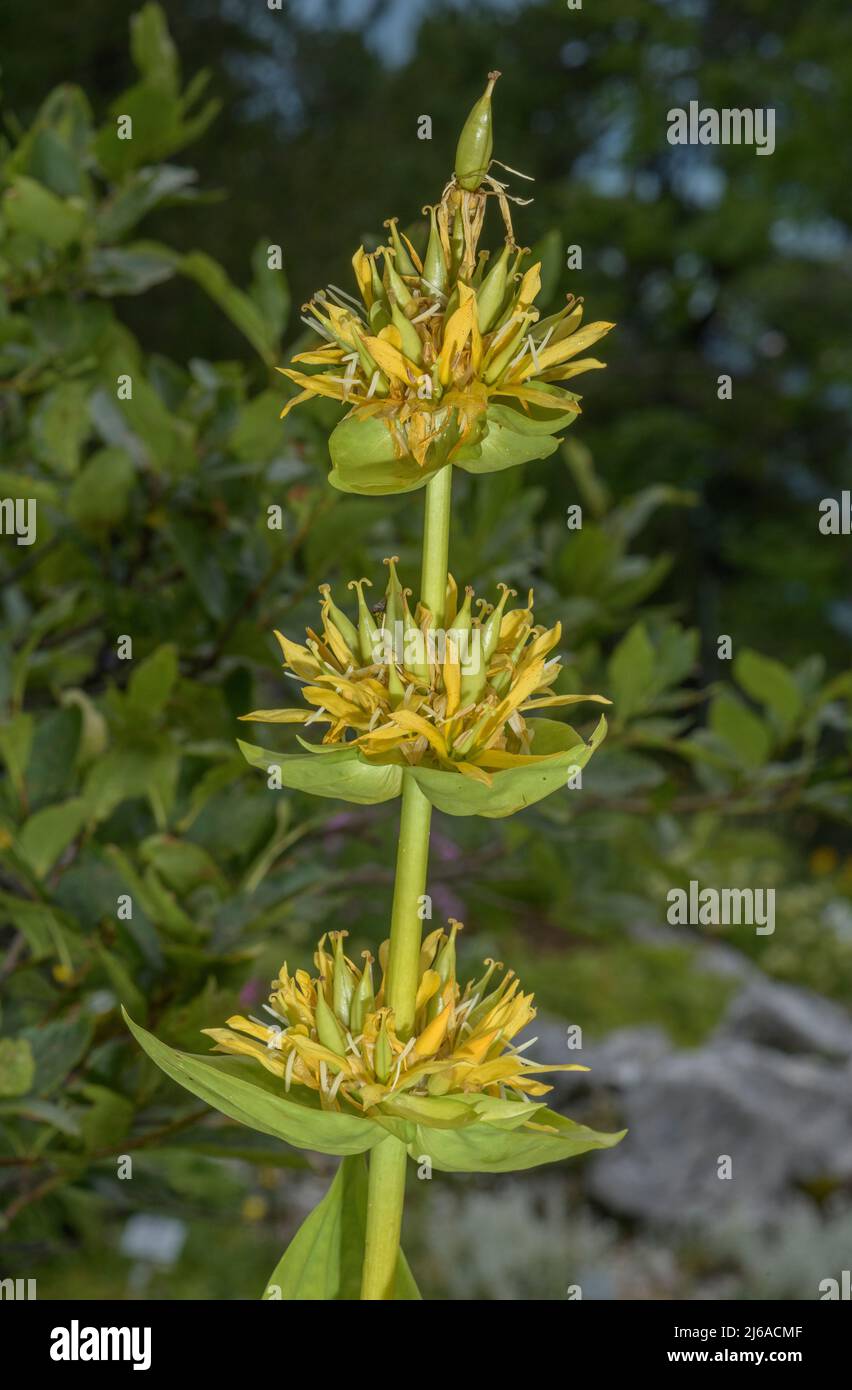 Gentiana lutea x gentiana burseri hi-res stock photography and images ...