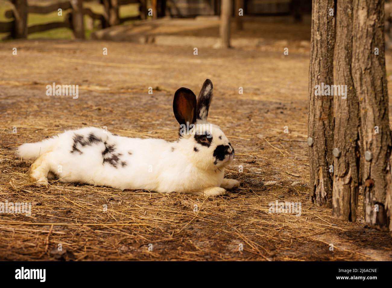 Black and white rabbit relaxing on animal farm. High quality photo ...
