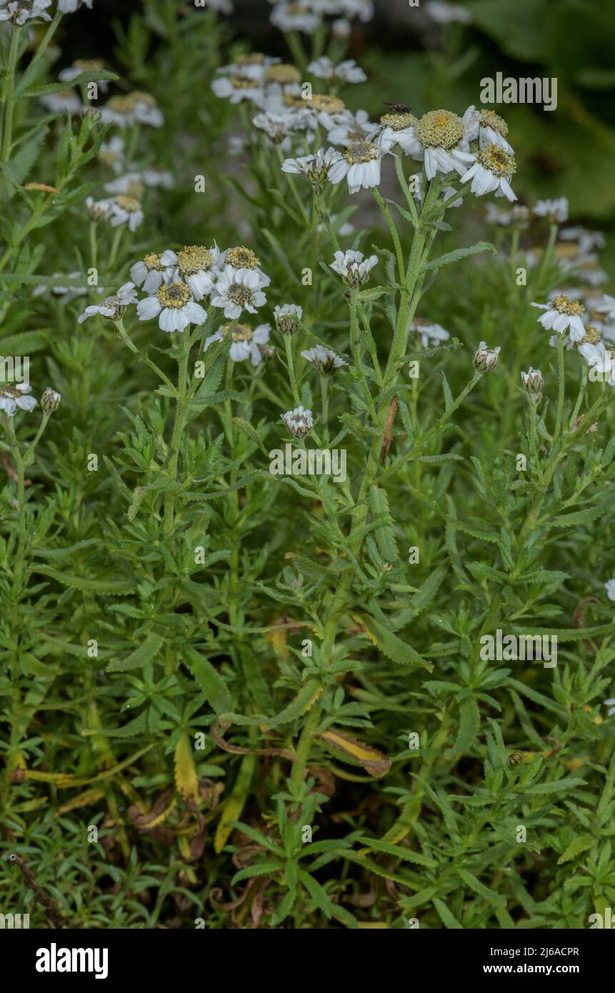 Achillea pyrenaica hi-res stock photography and images - Alamy