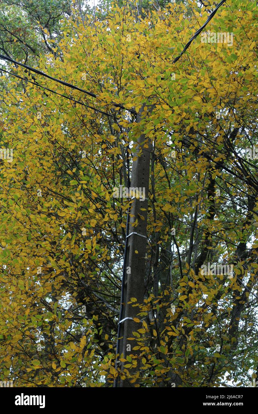 Concrete telegraph pole hi-res stock photography and images - Alamy