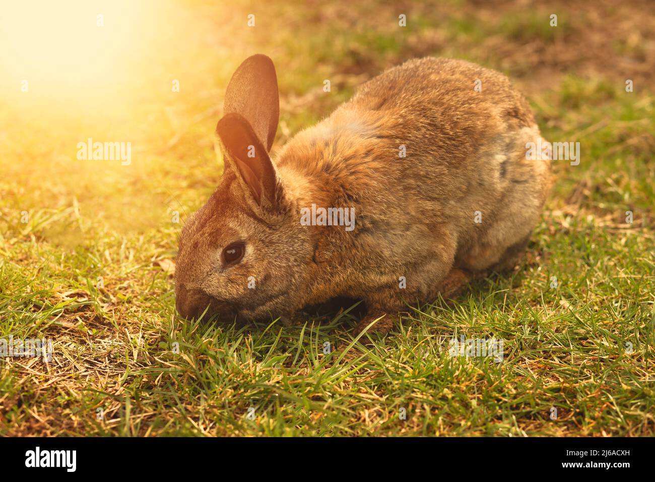 Brown rabbit grazing the grass on animal farm. High quality photo Stock ...