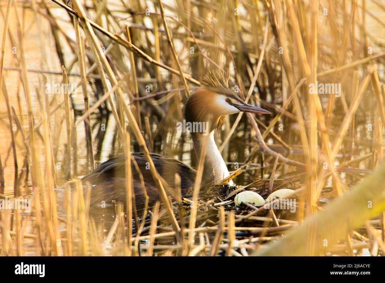 Crested grebe nest with egg hi-res stock photography and images - Alamy