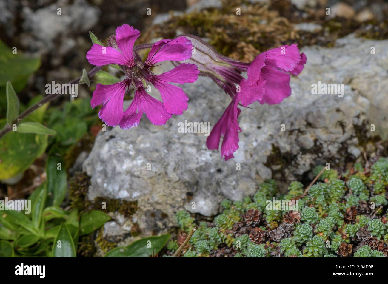 Large-flowered Catchfly, Silene elisabethae in flower in the Italian ...