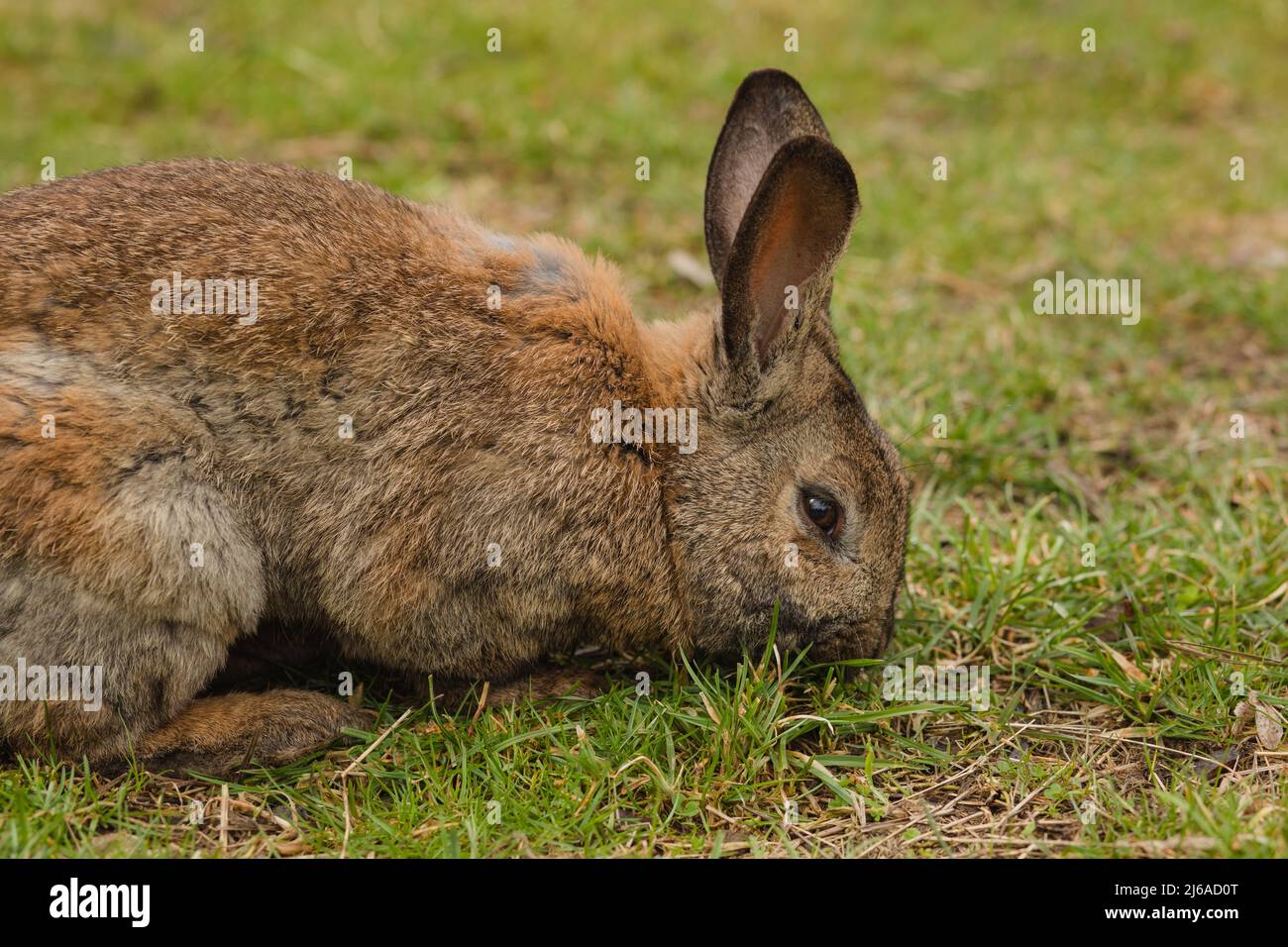 Grazing brown rabbit hi-res stock photography and images - Alamy