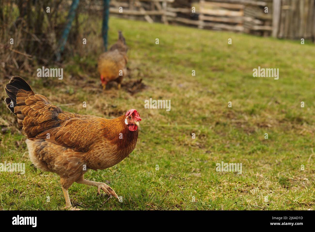 Hen grazing the green field on animal farm. High quality photo Stock ...