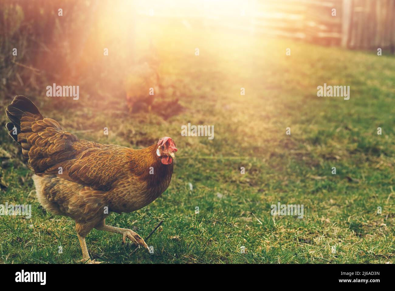 Hen grazing the green field on animal farm. High quality photo Stock ...