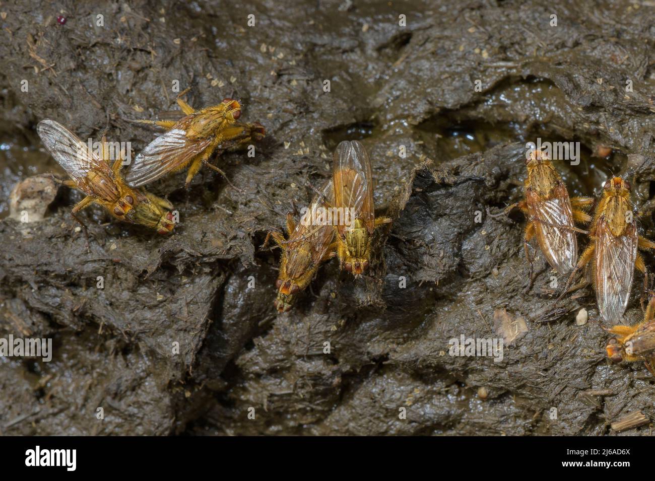 Yellow dung flies, Scathophaga stercoraria, on cattle manure Stock ...