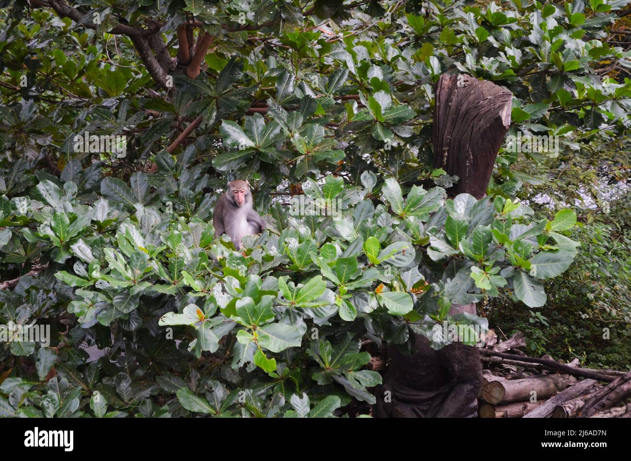 Formosan rock macaque Macaca cyclopis in Zhiben national recreational ...