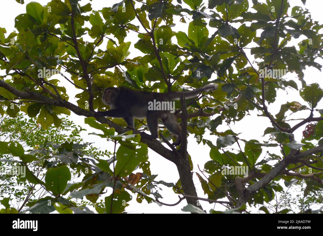 Formosan rock macaque Macaca cyclopis in Zhiben national recreational ...