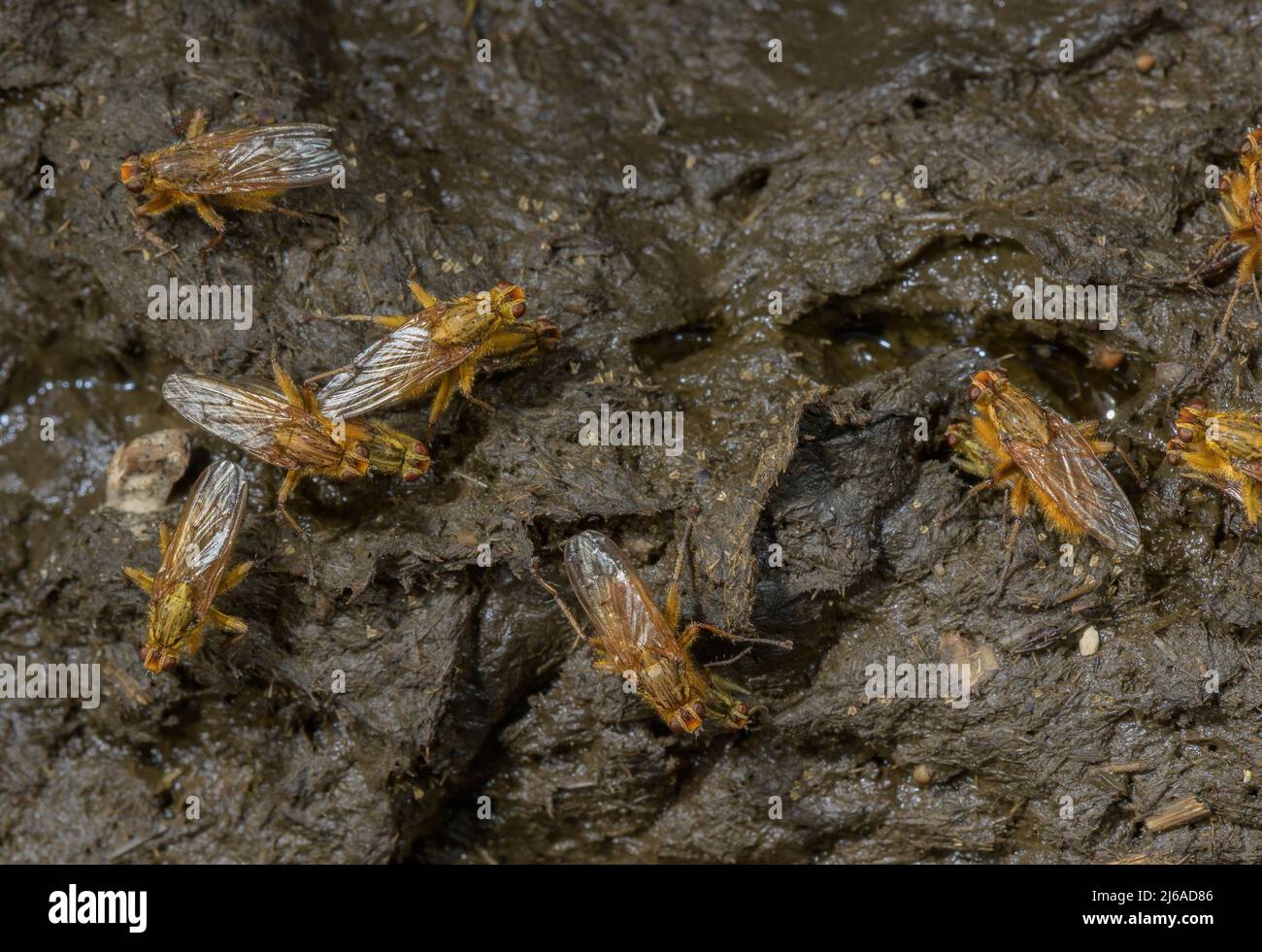 Yellow dung flies, Scathophaga stercoraria, on cattle manure Stock ...