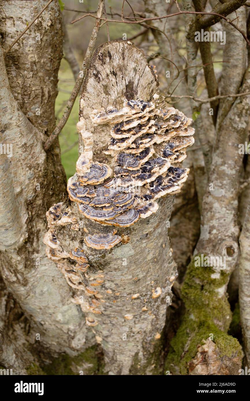 Turkey tail fungus growing on a hazel stump Stock Photo - Alamy