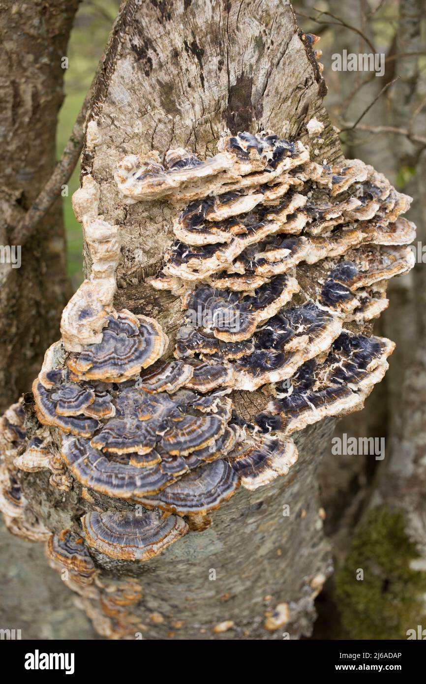 Hazel bracket fungus hi-res stock photography and images - Alamy