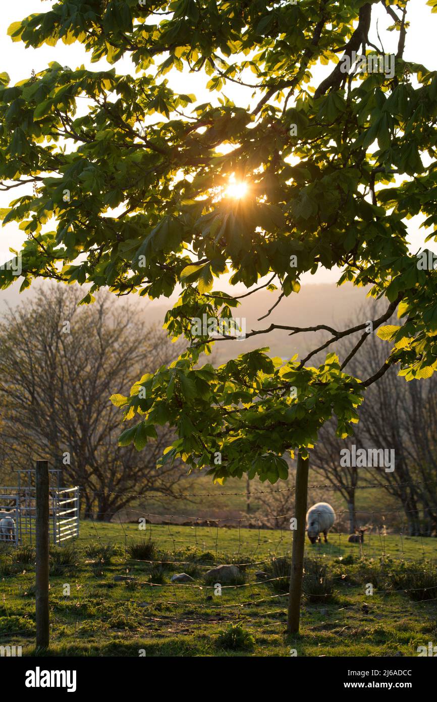 Horse Chestnut tree Stock Photo - Alamy